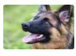 Magnet 3D Saksa lambakoer