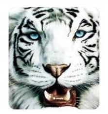 Magnet 3D Valge Tiiger